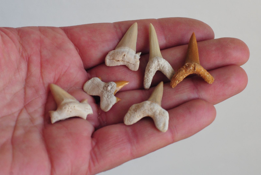 Zęby rekina zestaw 6 sztuk ładne duże | Sejny | Kup teraz na Allegro ...