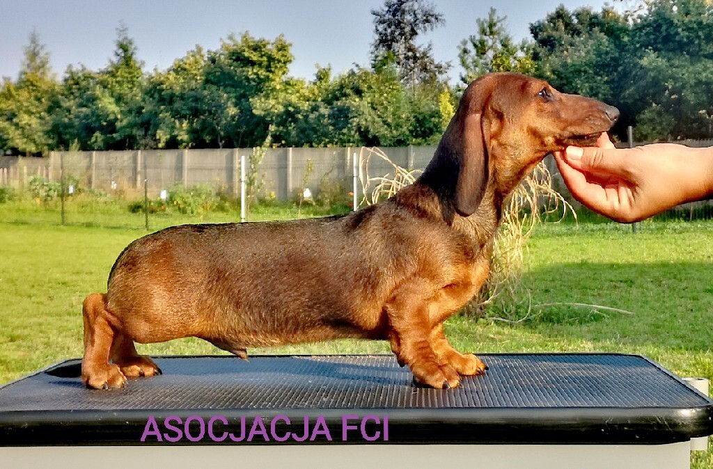 Jamnik Krótkowłosy Miniaturowy/Króliczy ZKwP | Wrocław | Ogłoszenie na Allegro Lokalnie