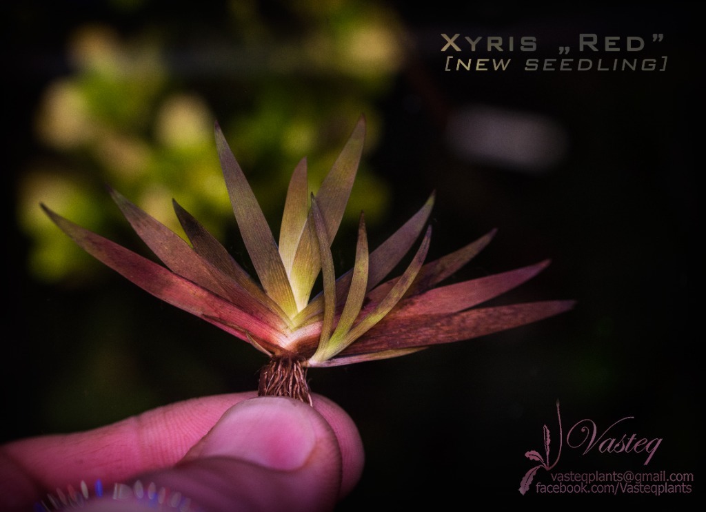 Xyris "Red" NOWOŚĆ Rarytas od Vasteq | Włocławek | Kup teraz na Allegro ...