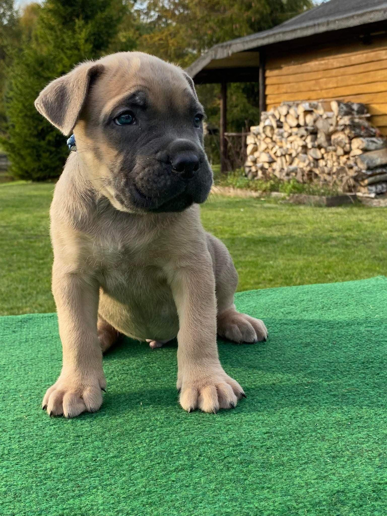 Cane Corso Puma Nero FCI | Wola Krzysztoporska | Ogłoszenie na Allegro ...