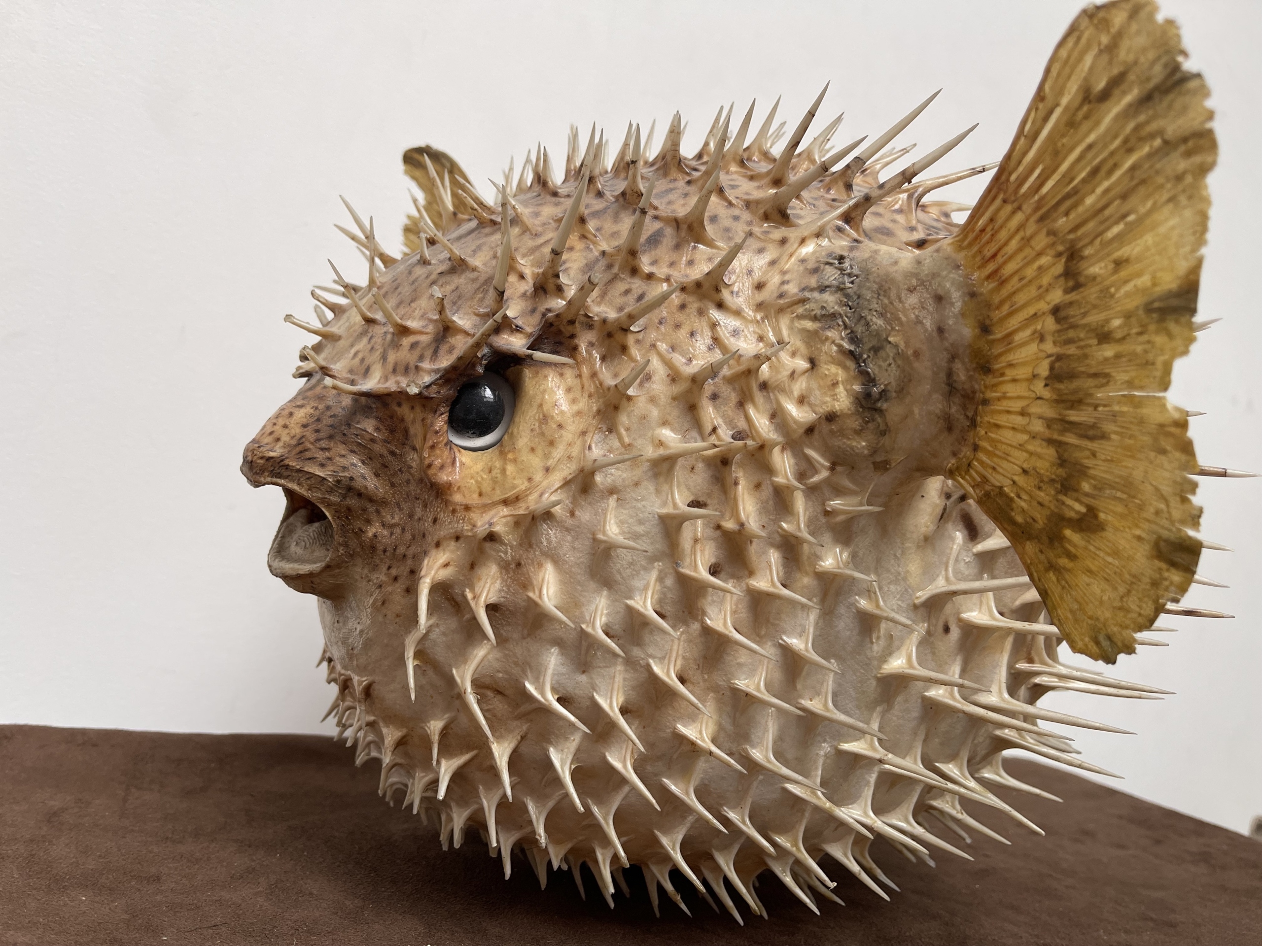 Duża Spreparowana Ryba Rozdymka | Warszawa | Ogłoszenie na Allegro Lokalnie