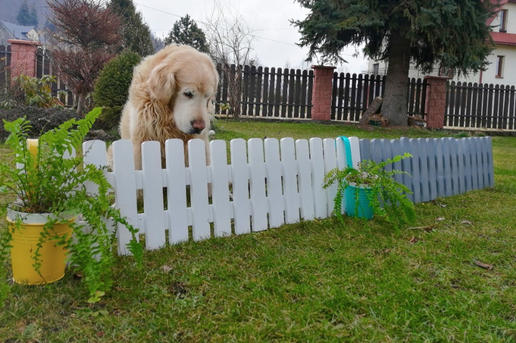 Płotki ogrodowe Płotek ogrodowy 30 cm | Kraków | Ogłoszenie na Allegro ...