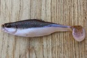 Guma Realistic Shad PŁOĆ 12 cm - porównaj ceny - Allegro.pl