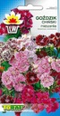 Goździk chiński mix nasiona 1g TORAF - porównaj ceny - Allegro