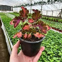 Coleus Copper Koleus Pokrzywka Ozdobna DUŻA SADZONKA - porównaj ceny ...