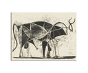Byk bull buffalo - Pablo Picasso ciekawa grafika - porównaj ceny - Allegro.pl