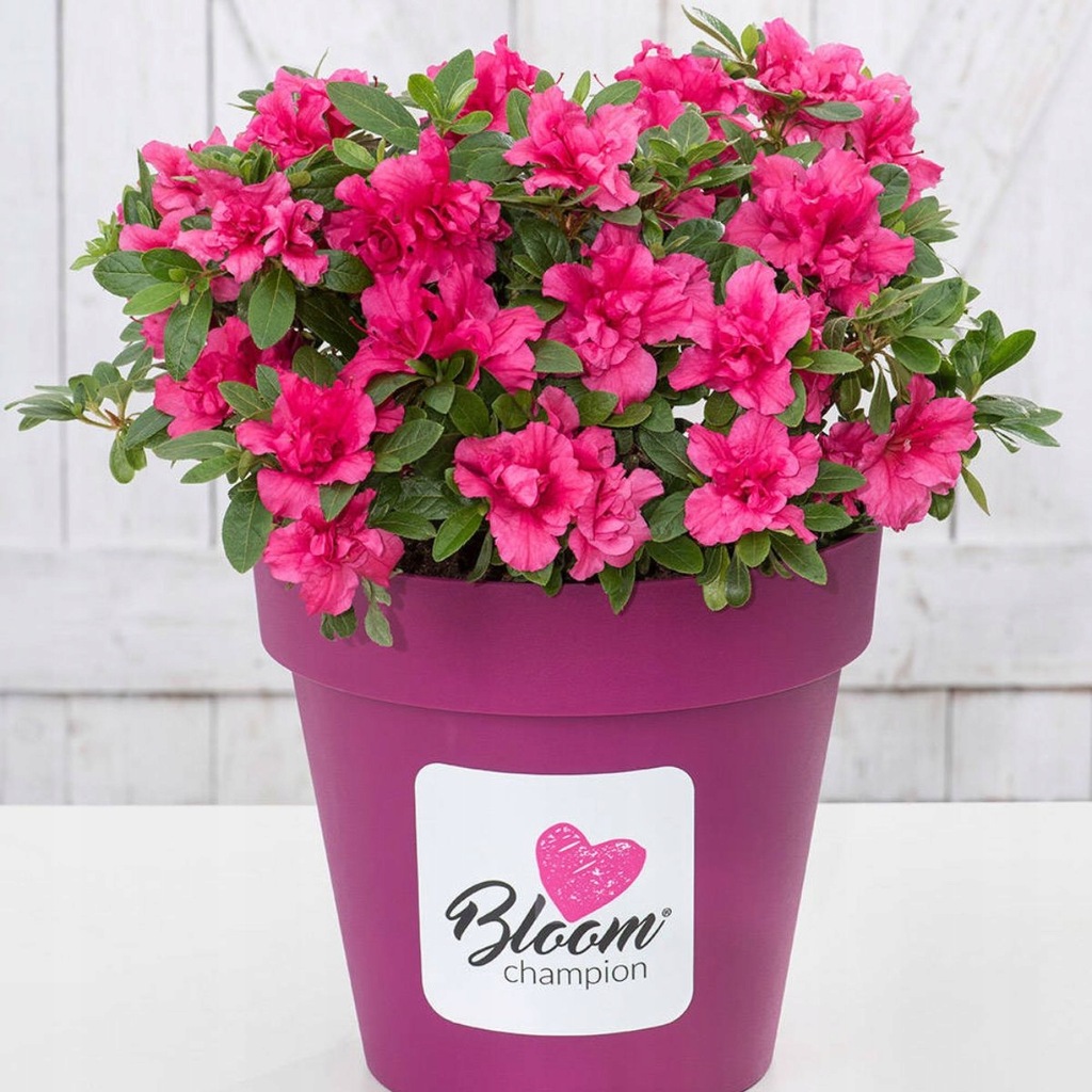 Mini Azalia BloomChampion Fioletowa powtarzająca kwitnienie krzewy ...