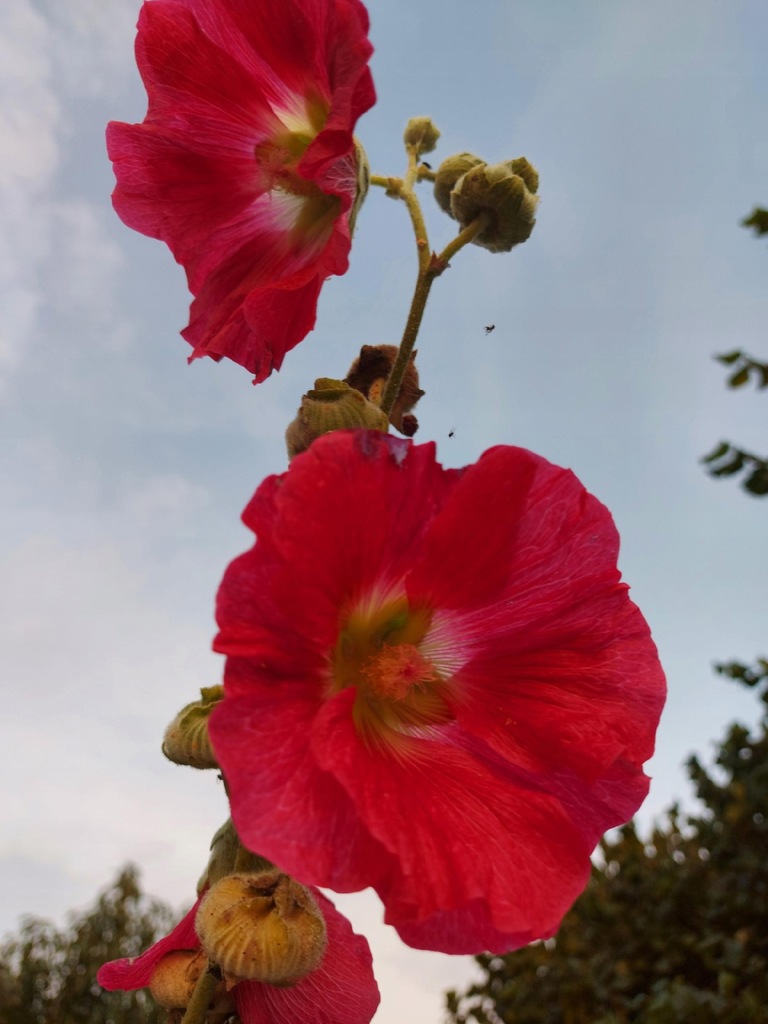 MALWA FIGOWA czerwona krzaczasta bylina nasiona - 11571972451 ...