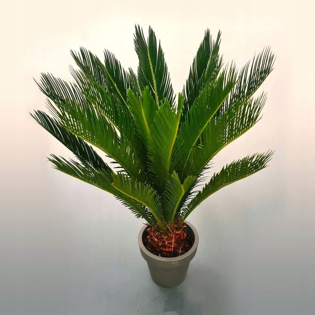 Cykas Cycas revoluta Sagowiec odwinięty ⌀17 65 cm - 13478448974 ...