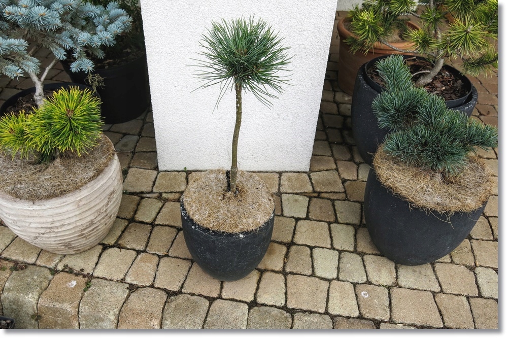 Pinus koraiensis Blue Ball - śliczna !!! - 12701996899 - oficjalne ...