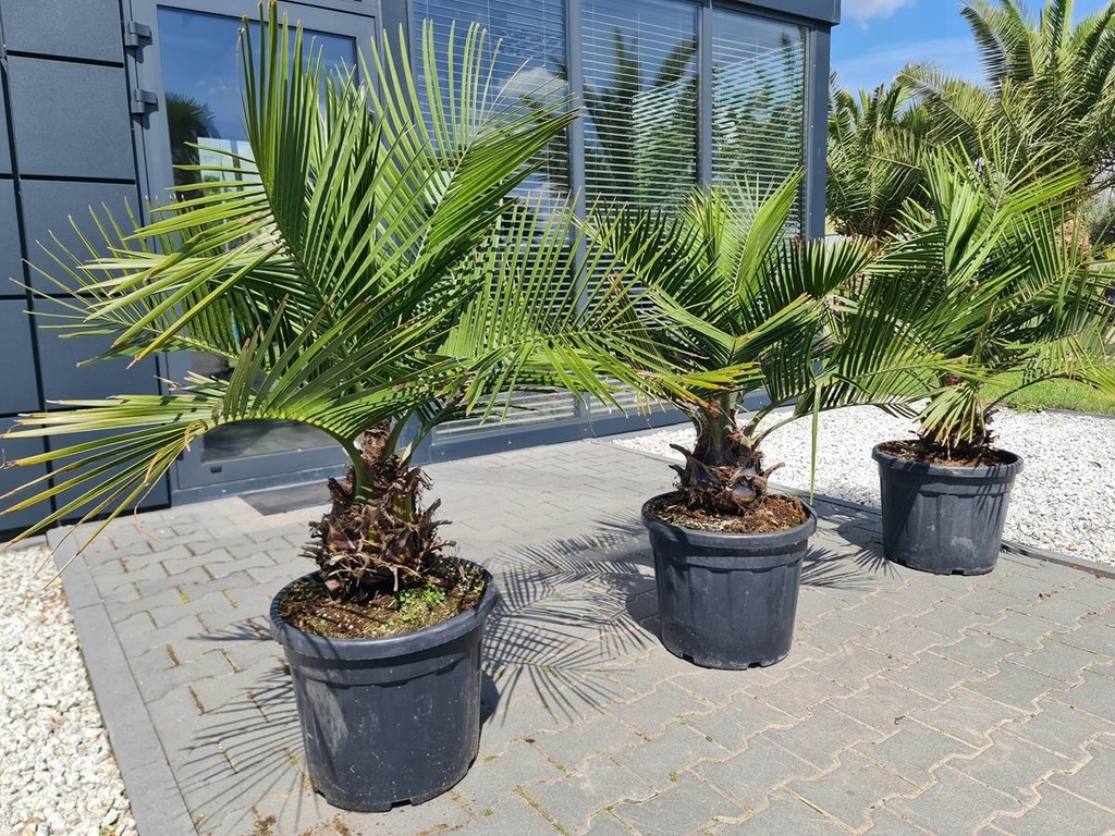 JUBAEA CHILENSIS PALMA MIODOWA PALMY YUBAEA JUBEA - 14214098539 ...