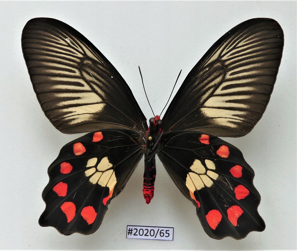 Motyl Pachliopta polydorus 88mm strona brzuszna. - 12805598630 ...