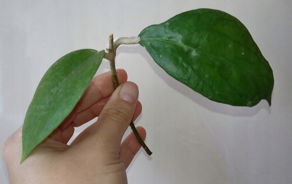 Hoya hoja "Surisa" - 7564068383 - oficjalne archiwum Allegro