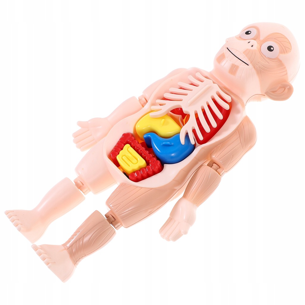 Science Teaching Body Model Anatomy Figure Baby - 14396959754 ...