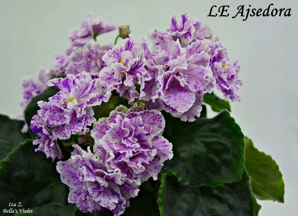 Fiołek afrykański LE Aisedora sadzonka standar - 13056093445 ...