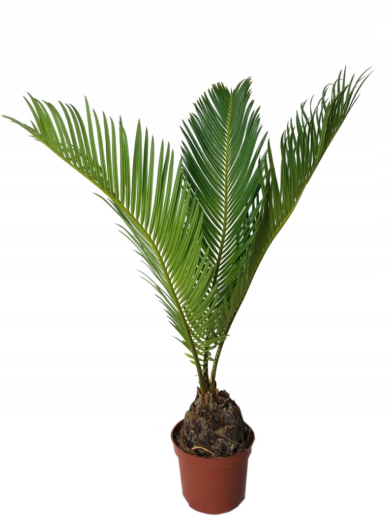 CYKAS REVOLUTA PIĘKNA PALMA SAGOWIEC ŻYWA ROŚLINA - 13738792445 ...