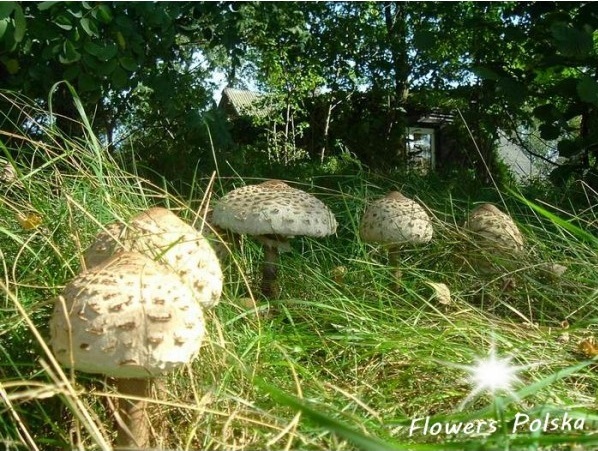GRZYB KANIA Sowa Uprawa w ogrodzie Nowość - 6802433214 - oficjalne ...
