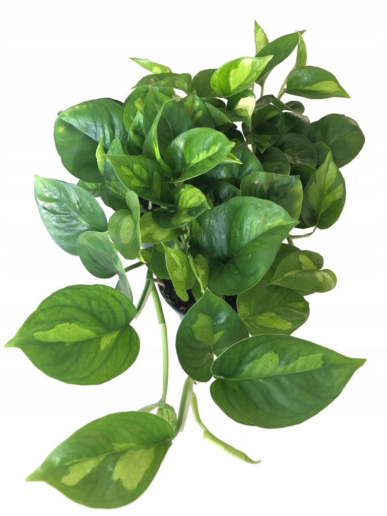 SCINDAPSUS GLOBAL GREEN PNĄCZE DO DOMU NOWOŚĆ - 11645197760 - oficjalne ...