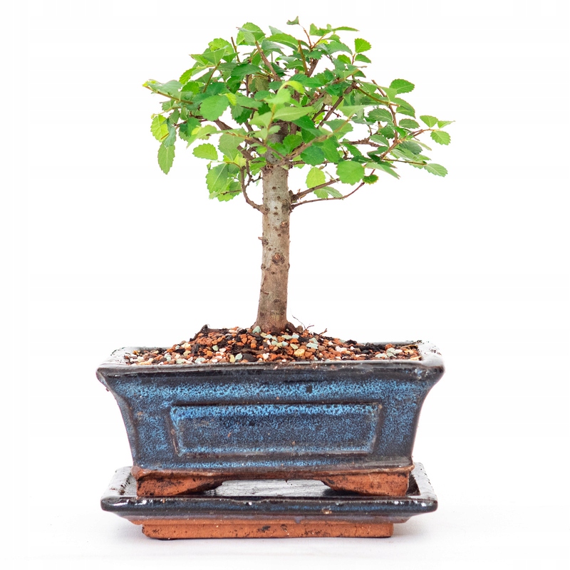 Wiąz drobnolistny bonsai 22 cm - 13507322949 - oficjalne archiwum Allegro