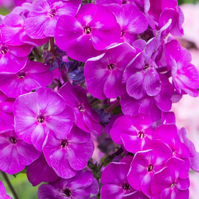 Floks wiechowaty Flame Purple SADZONKA 2l pachnący - 13978624505 ...