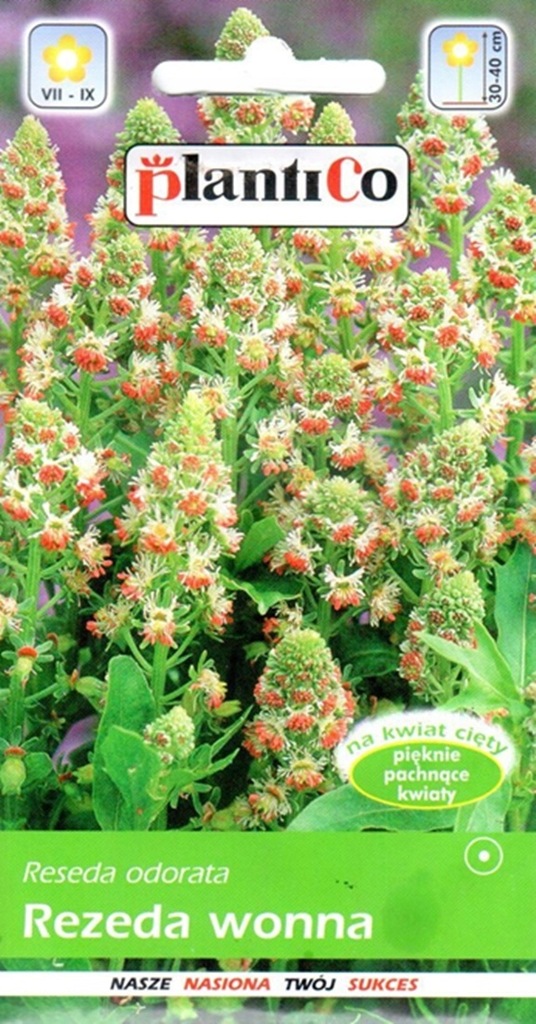 Rezeda Wonna roślina pachnąca - nasiona kwiatów - 11763890722 ...