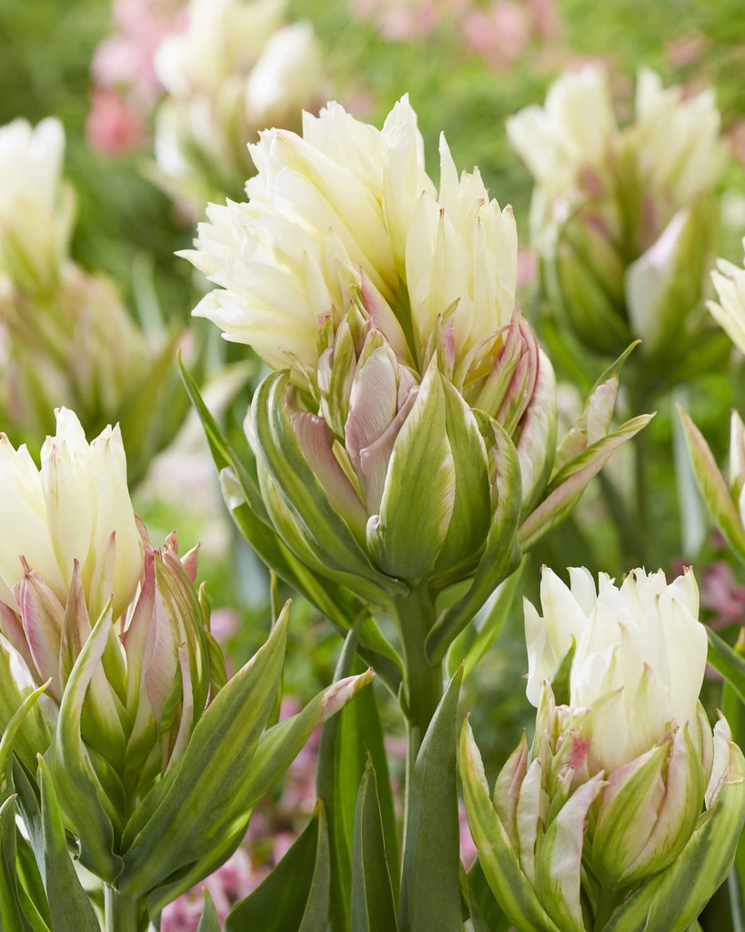 CEBULKI TULIPANÓW TULIPAN FOSTERA MYSTERY VALLEY 3 SZT. TULIPANY ...