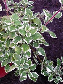 Plektrantus (Komarzyca) duża sadzonka - 12955021668 - oficjalne ...