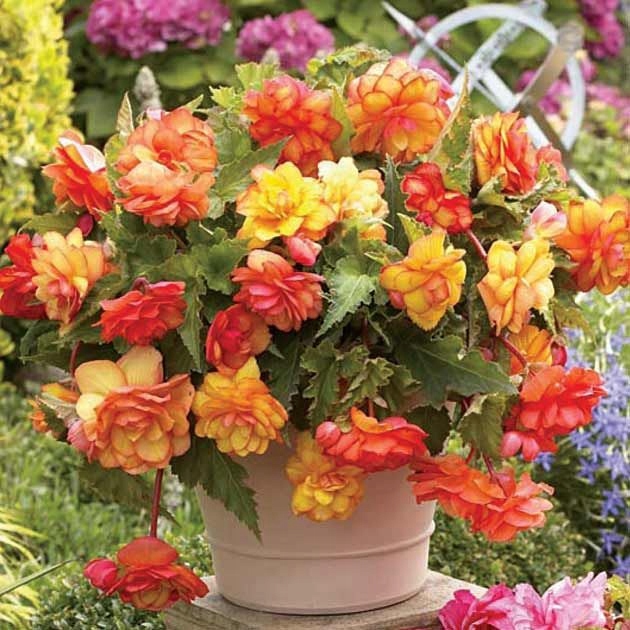 Begonia zwisająca Picotee Cascade Sunray. - 13125464693 - oficjalne ...