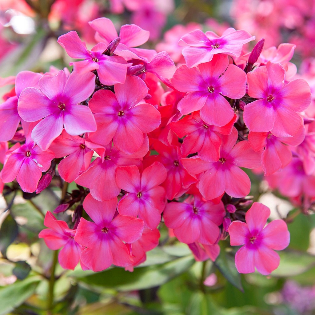 Floks (Phlox), Płomyk wiechowaty Windsor, Sadzonka - 13079396589 ...
