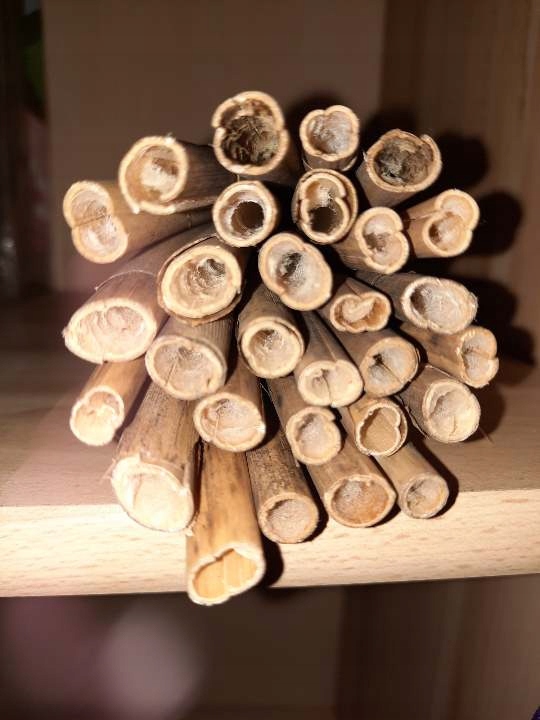 Trzcina rurki rdest murarka rogata pszczoły - 15379291745 - oficjalne ...