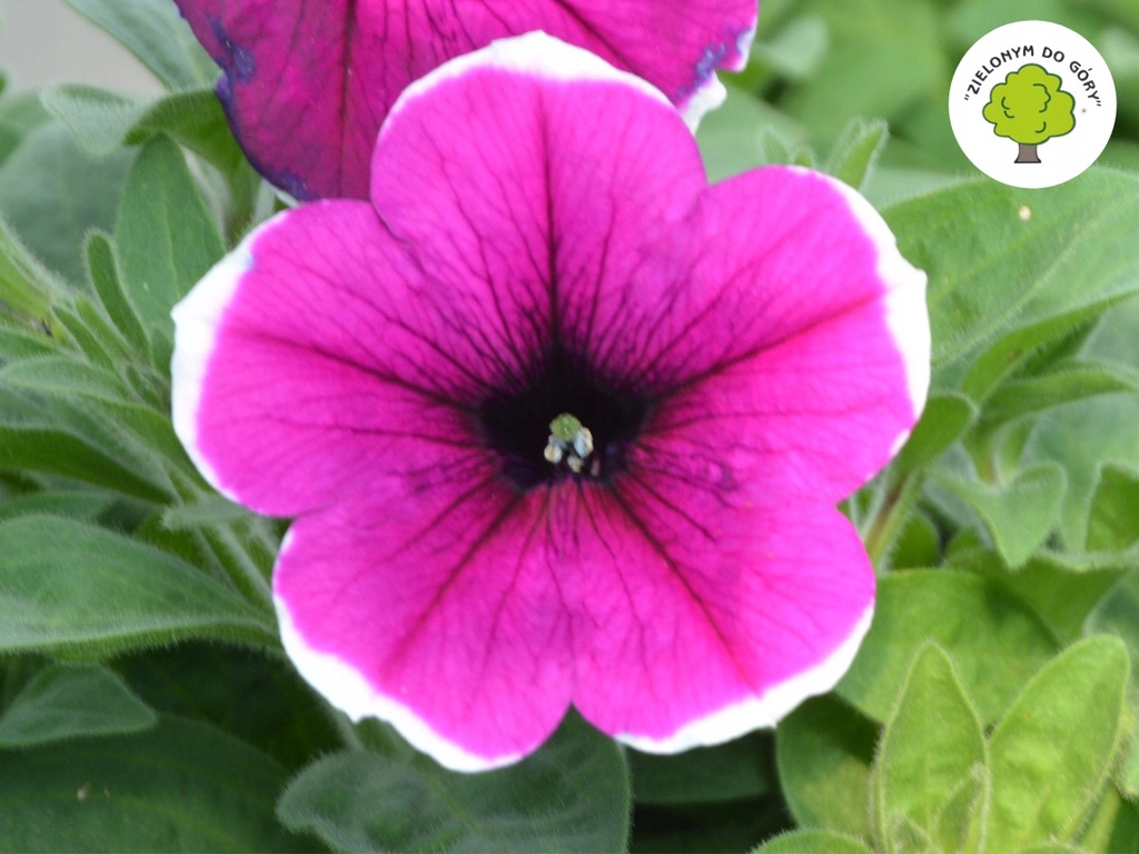 Petunia Surfinia Cascadias Rim Cherry P9 purpurowo-biała obfite ...