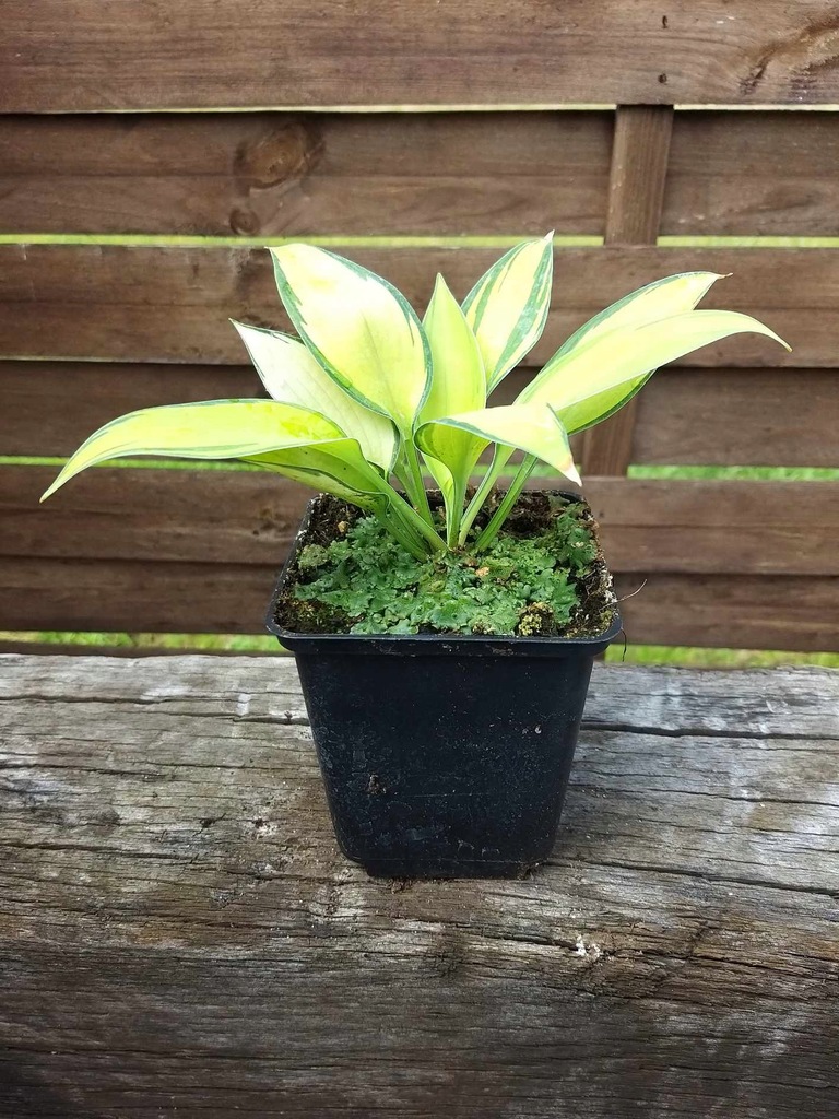 Hosta Funkia June P9 - 14129872689 - oficjalne archiwum Allegro