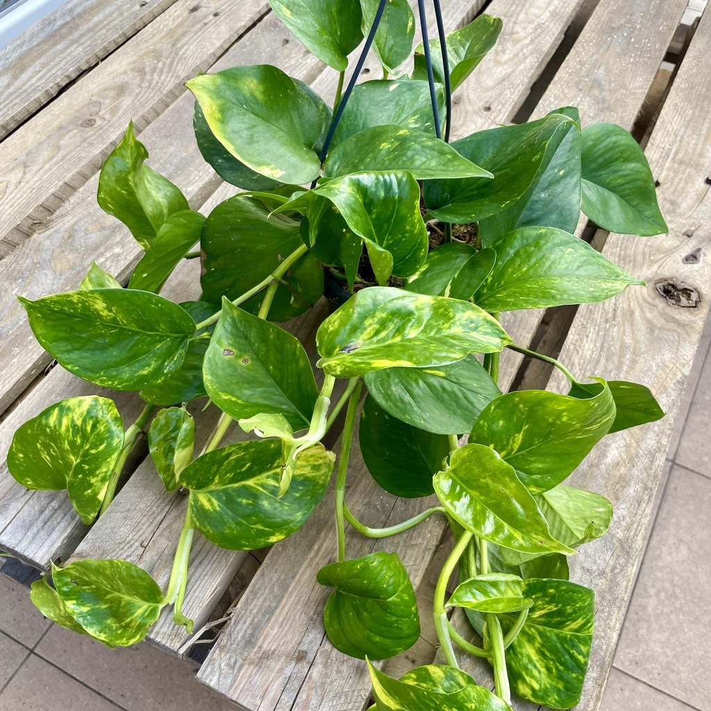 epipremnum pinnatum 'Aureum ' epipremnum złociste - 13152945597 ...