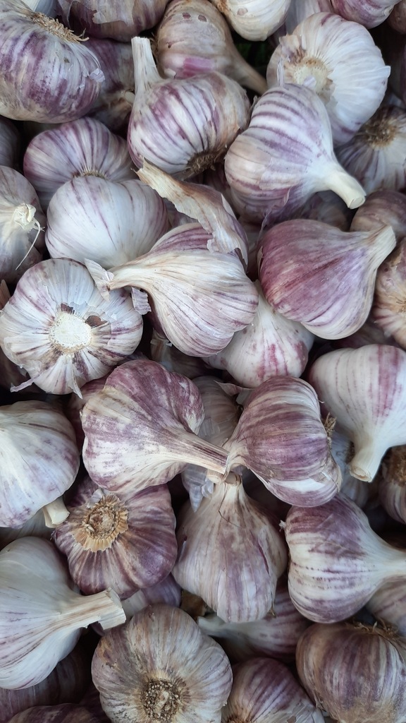 Czosnek polski ARKUS do jedzenia EKO drobny - 14604684175 - oficjalne ...