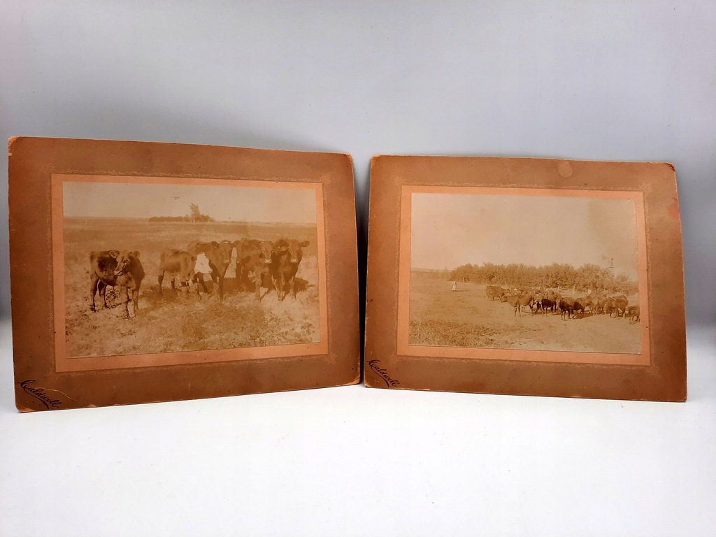 Stara fotografia - Farma bydła - krowy byki - 10442448437 - oficjalne ...