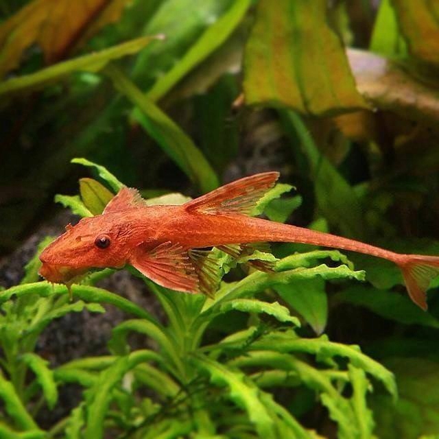 Ryba Loricaria czerwona Loricaria red lizard - 7960386139 - oficjalne ...