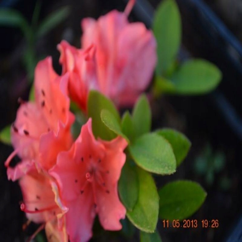 Azalia Japońska GEISHA ORANGE Rhododendron - 12445266785 - oficjalne ...