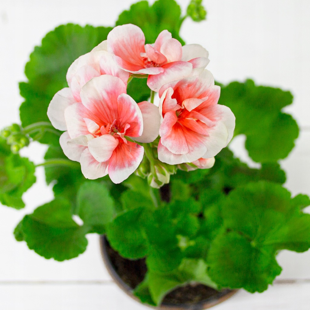Pelargonia stojąca łososiowo-biała Roślina kwitnie - 13505760555 ...