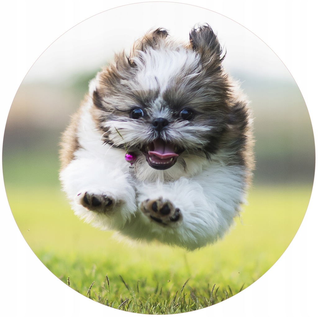 JAKOŚĆ Opłatek Pies Piesek Pieski Dog Hunt Kundel - 11652199413 ...