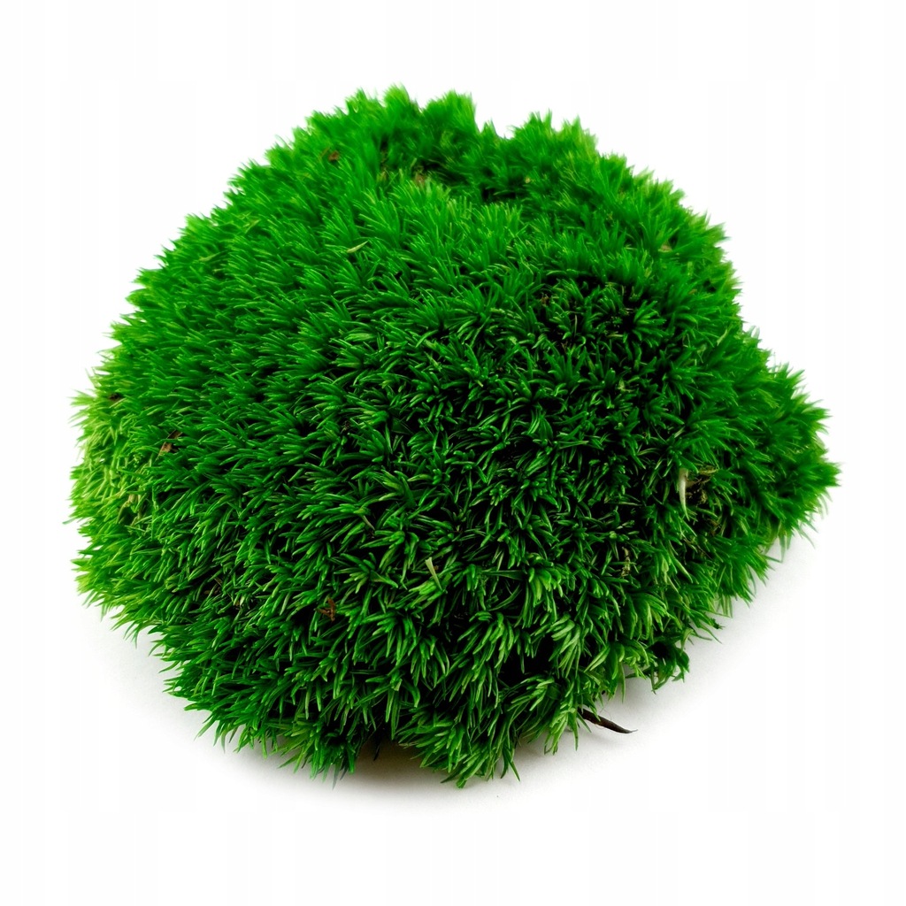 Mech poduszkowy 8-11cm OBRAZ Z MCHU i LAS W SŁOIKU - 10538740576 ...