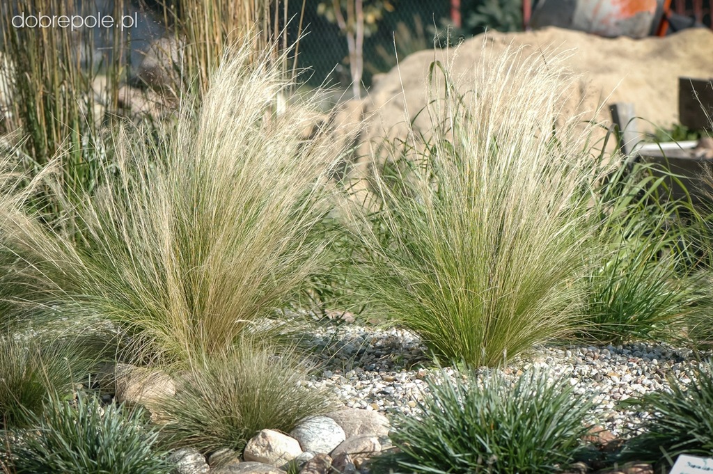 Trawa ostnica włosowata, Stipa capillata - 11676107278 - oficjalne ...