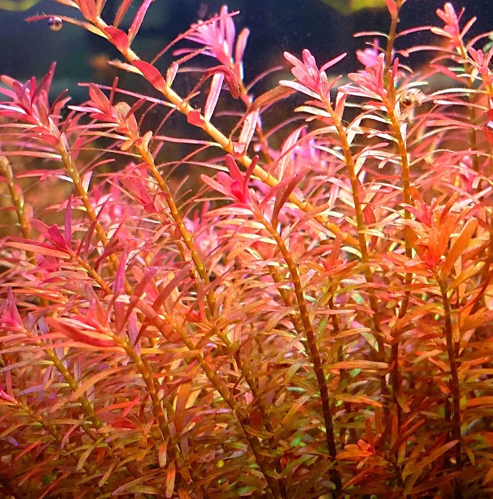 Rotala sp Colorata 5 szt. - 10815089607 - oficjalne archiwum Allegro