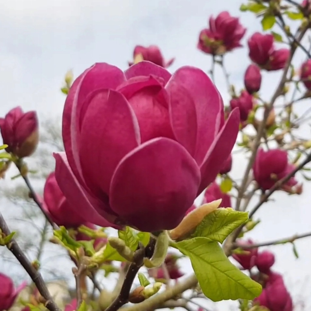 Magnolia Mighty Mouse mini GENIE czytOPIS dokładne CENY pojawią się w ...