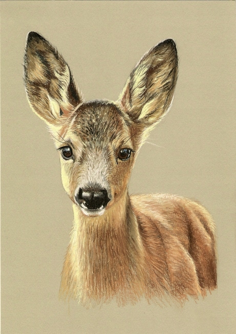 sarna sarenka łania rysunek obraz na prezent A4 - 9193872590 ...