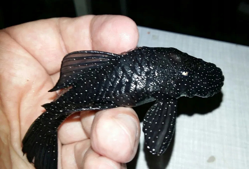 ZBROJNIK: Ancistrus sp. L213 - 12672940056 - oficjalne archiwum Allegro