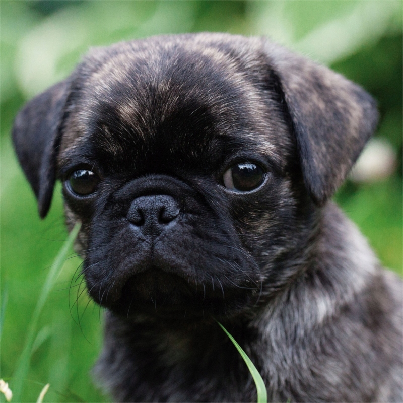 KALENDARZ ŚCIENNY 2023 --- MOPSY pieski + PLAKAT - 12631085416 - oficjalne archiwum Allegro