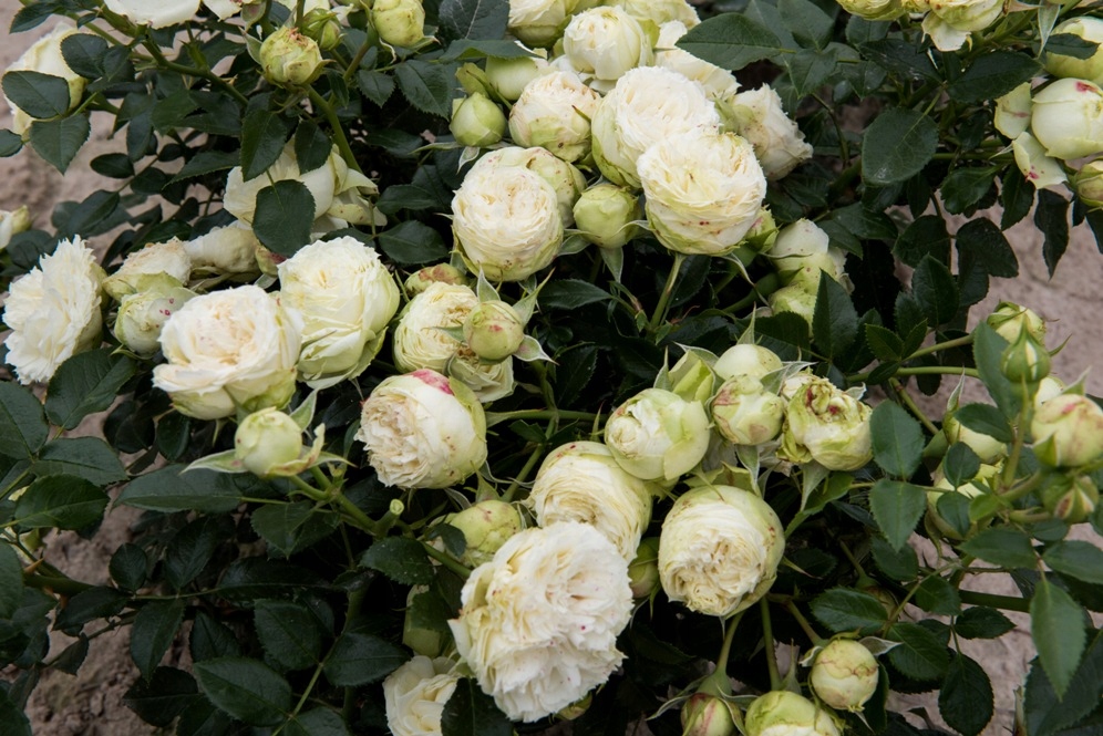 PRZEDSPRZEDAŻ Lemon Rokoko róża Premium biała - 14348271102 - oficjalne ...