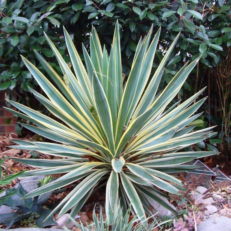 JUKA VARIEGATA GLORIOSA yucca DWUKOLOROWA 5-10cm - 13391758636 ...