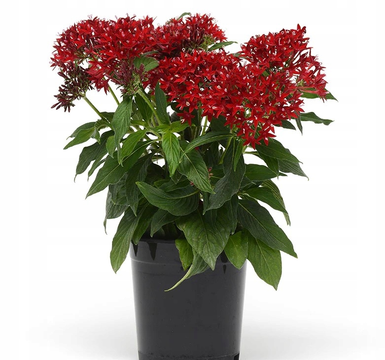 Piątak lancetowaty Pentas lanceolata Lucky Star Dark Red - sadzonka ...