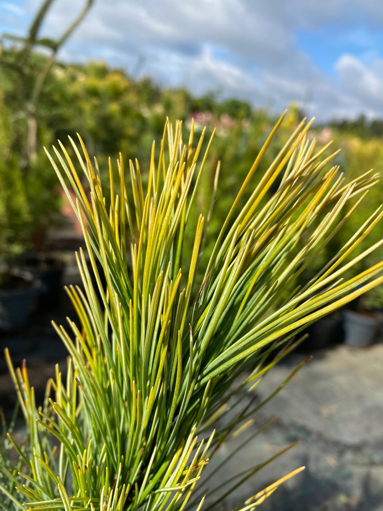 SOSNA LIMBA AUREA PINUS CEMBRA 7,5 L DUŻA SADZONKA - 12648996696 ...